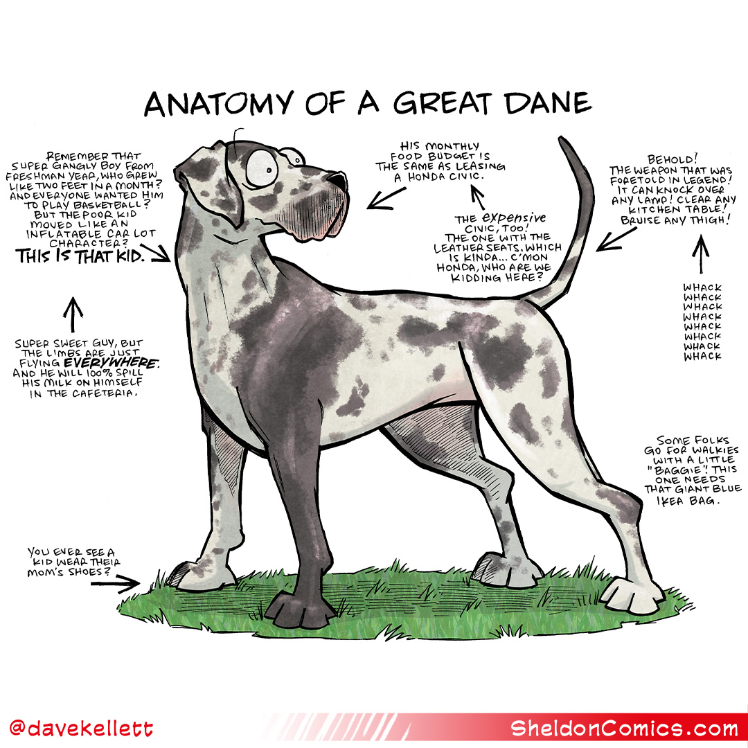 Anatomy of a Great Dane - Sheldon® Comic Strip