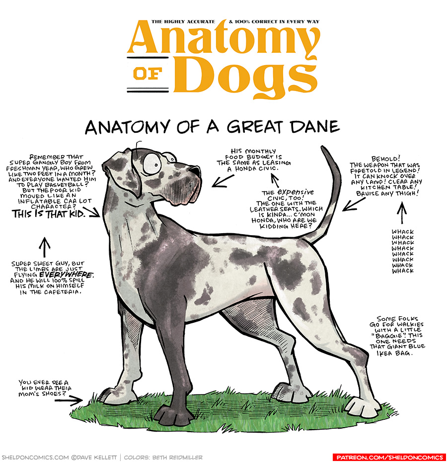 Anatomy of a Great Dane - Sheldon® Comic Strip