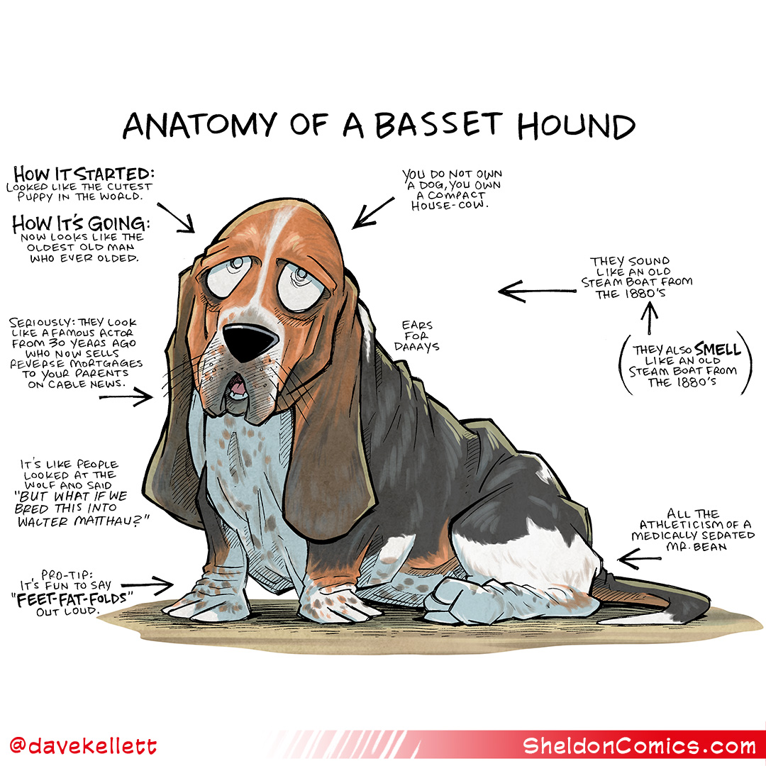 Anatomy of a Basset Hound - Sheldon® Comic Strip