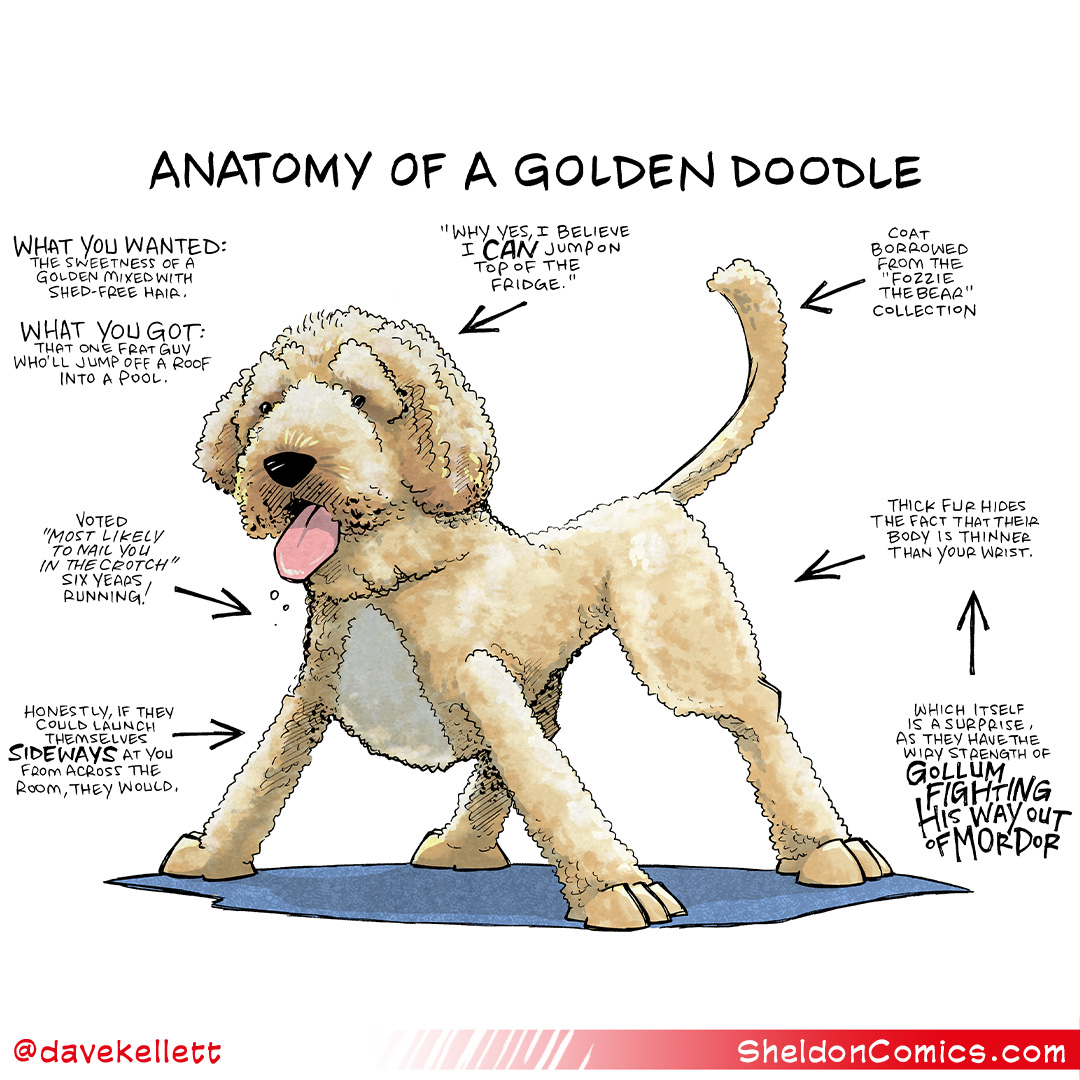 Anatomy of a Golden Doodle - Sheldon® Comic Strip