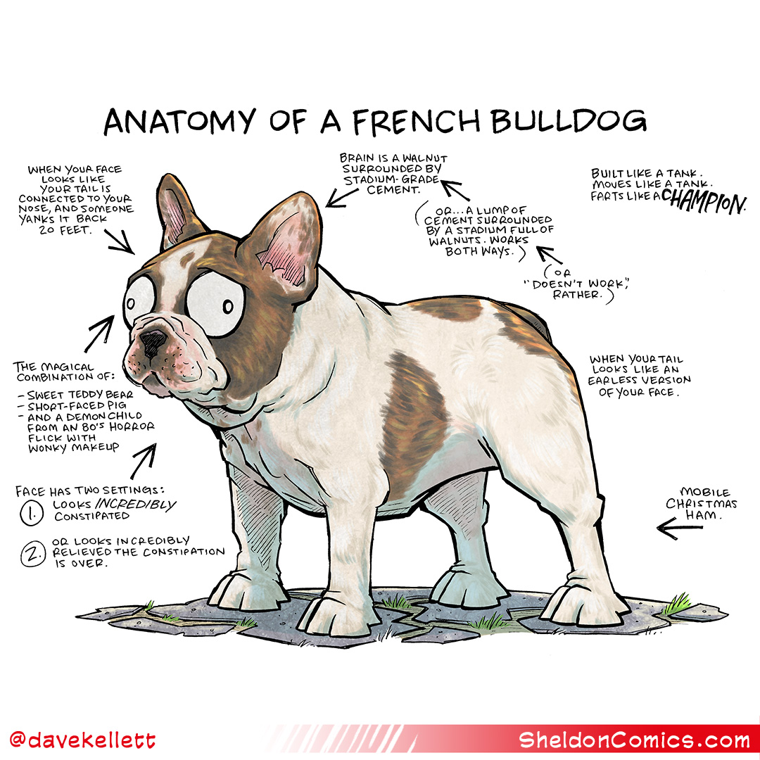 Anatomy of a French Bulldog - Sheldon® Comic Strip