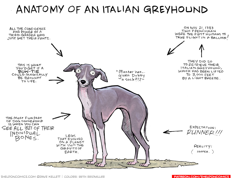 Anatomy of an Italian Greyhound - Sheldon® Comic Strip