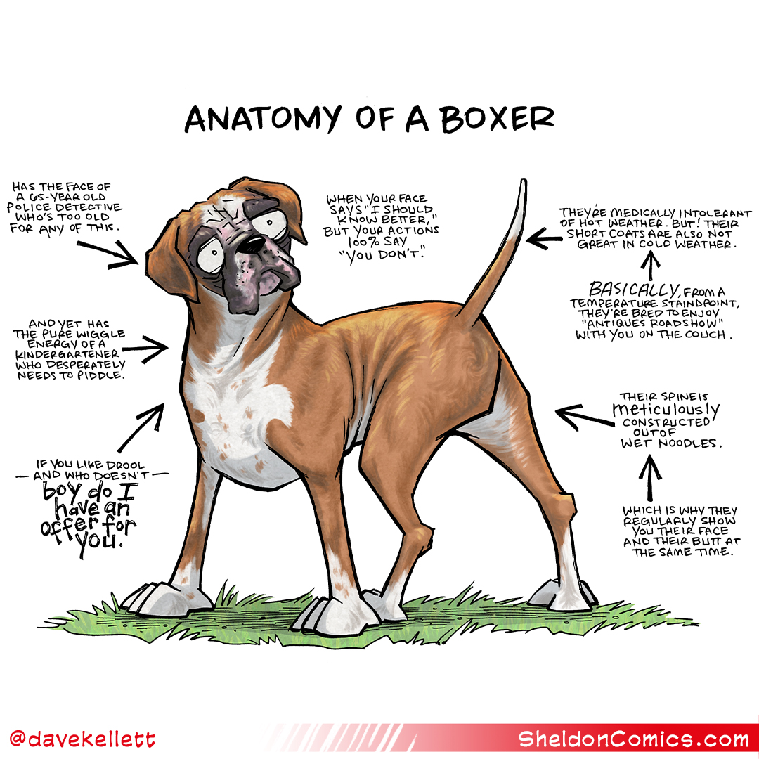 Anatomy of a Boxer - Sheldon® Comic Strip