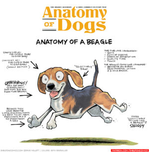 Anatomy of a Beagle - Sheldon® Comic Strip
