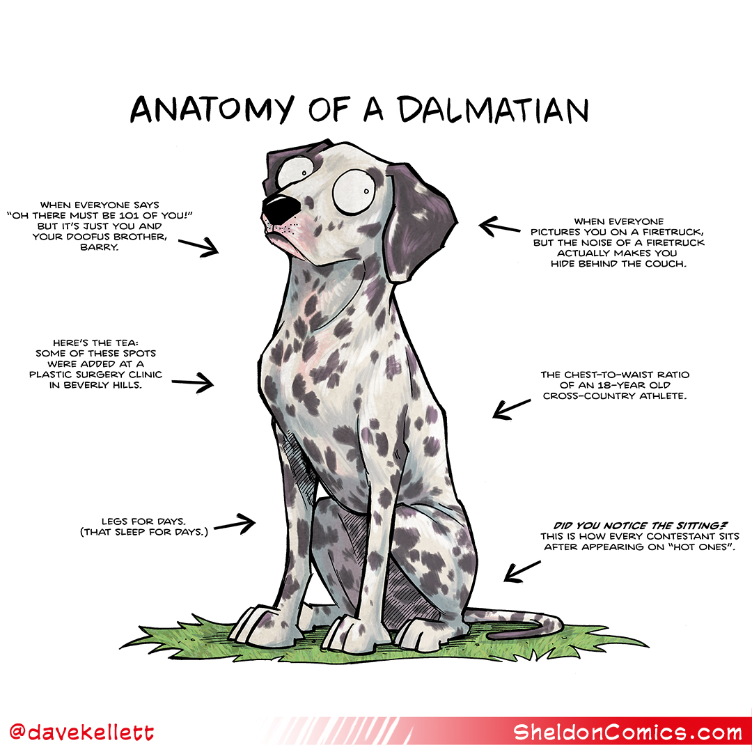 Anatomy of a Dalmatian - Sheldon® Comic Strip