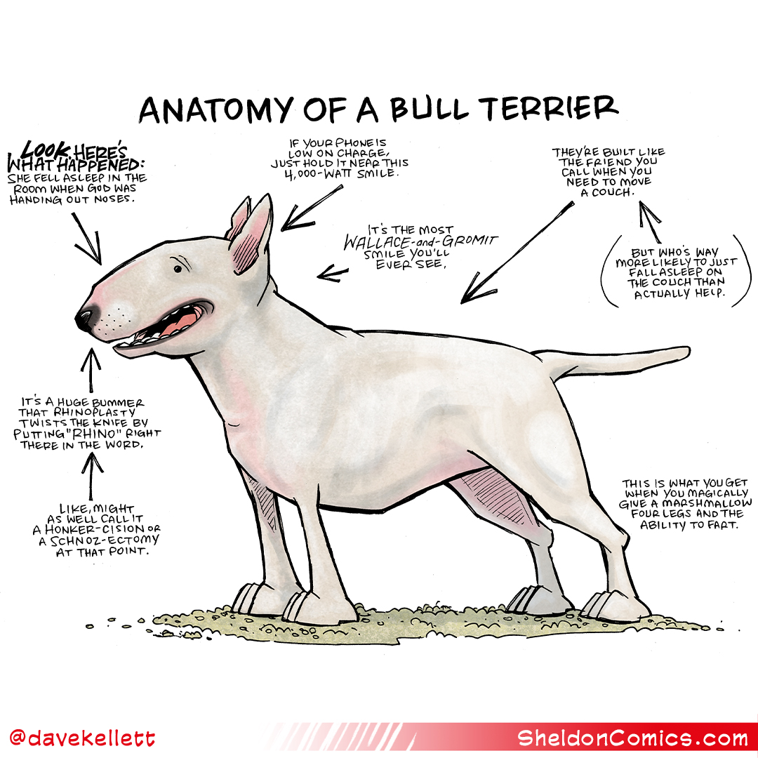 Anatomy of a Bull Terrier - Sheldon® Comic Strip