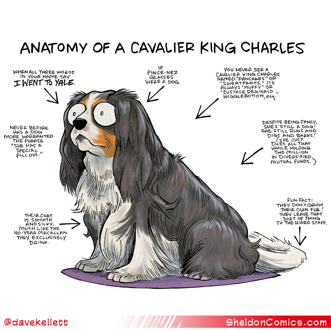 Anatomy of a Cavalier - Sheldon® Comic Strip