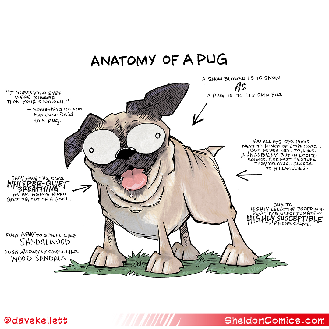 Anatomy of a Pug - Sheldon® Comic Strip