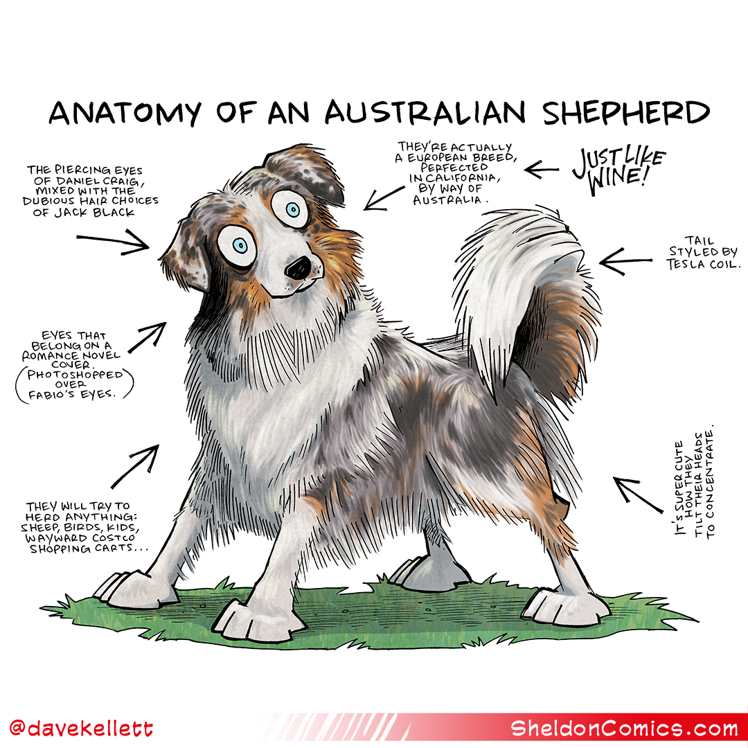 Anatomy of an Australian Shepherd - Sheldon® Comic Strip