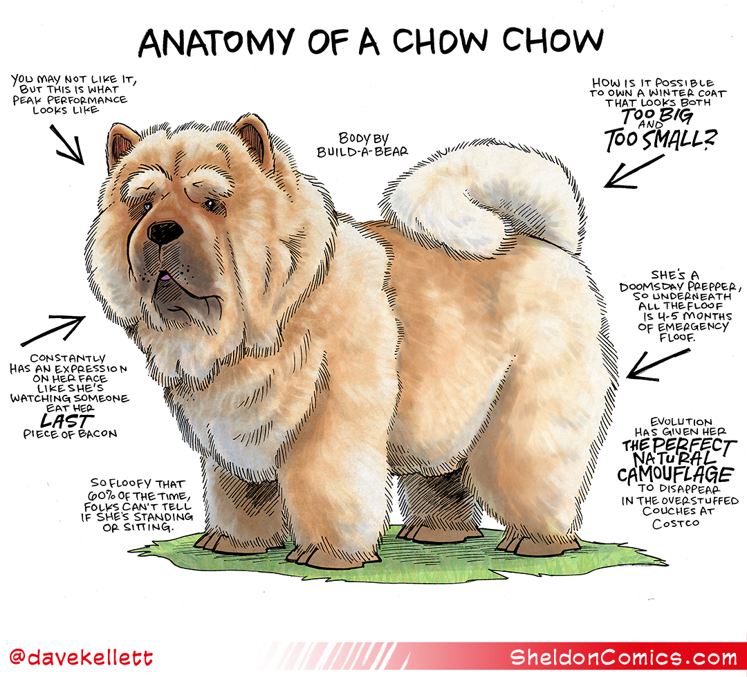 Anatomy of a Chow Chow - Sheldon® Comic Strip