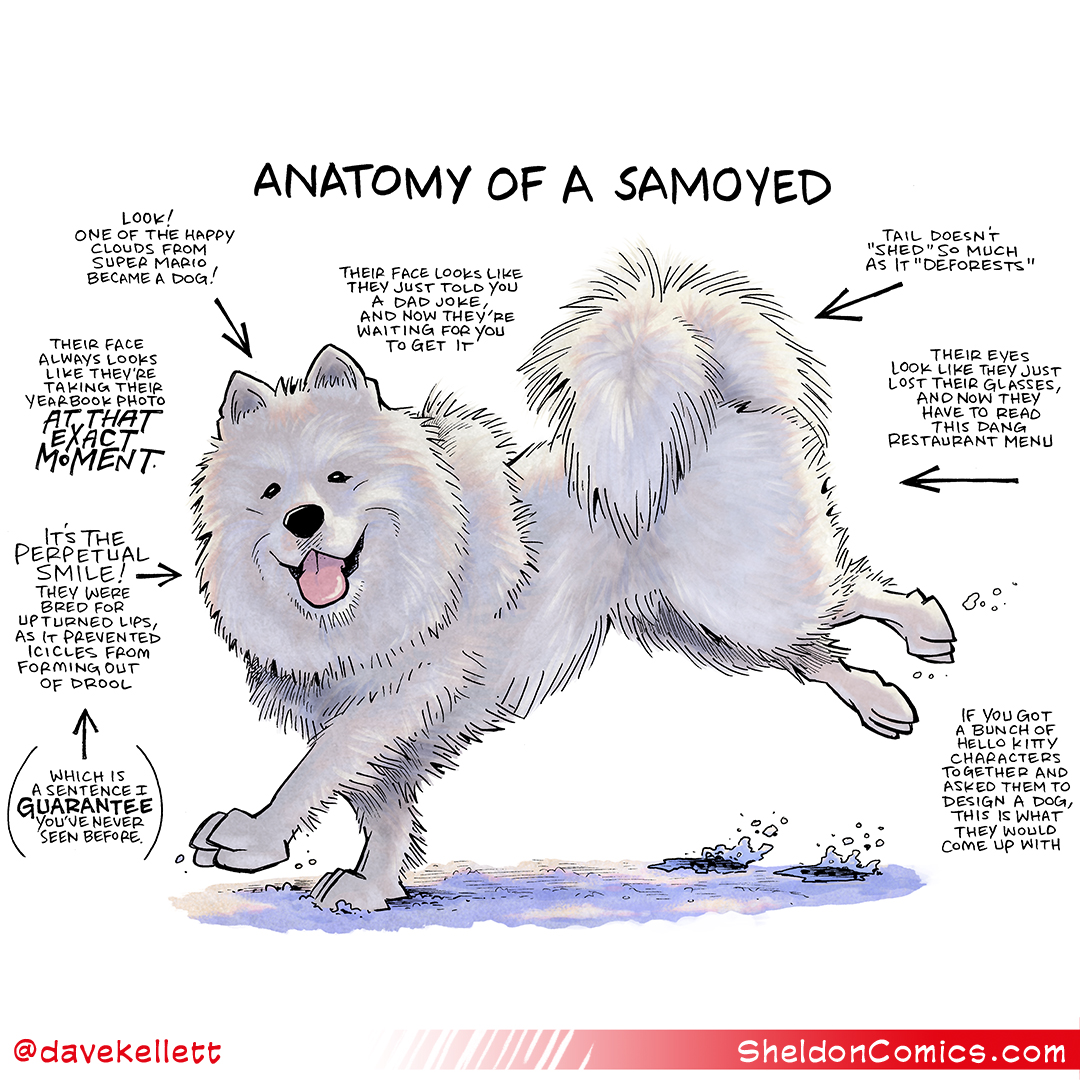Anatomy of a Samoyed - Sheldon® Comic Strip