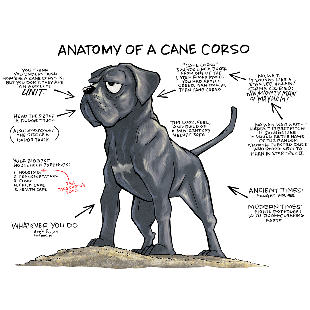 Anatomy of a Cane Corso - Sheldon® Comic Strip