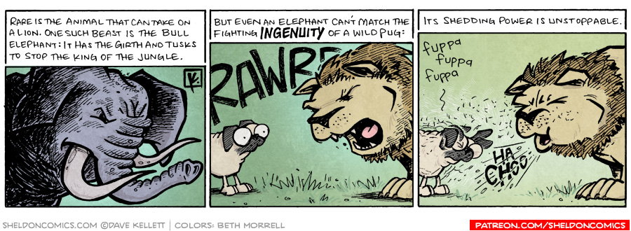 What is rare? - Sheldon® Comic Strip