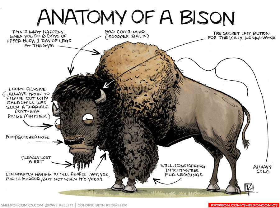 Anatomy of a Bison - Sheldon® Comic Strip
