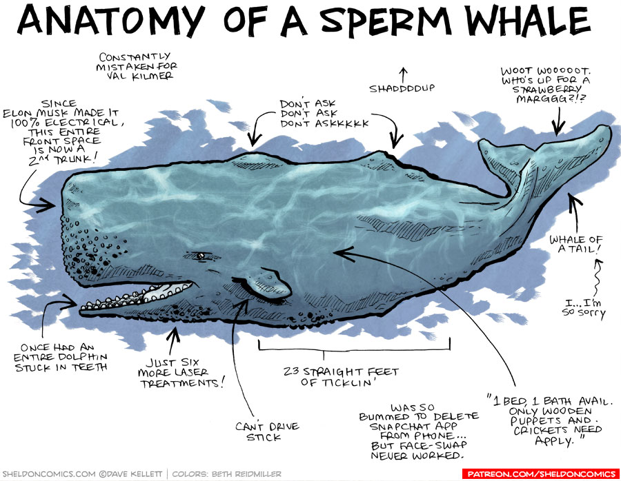 Anatomy of a Sperm Whale - Sheldon® Comic Strip