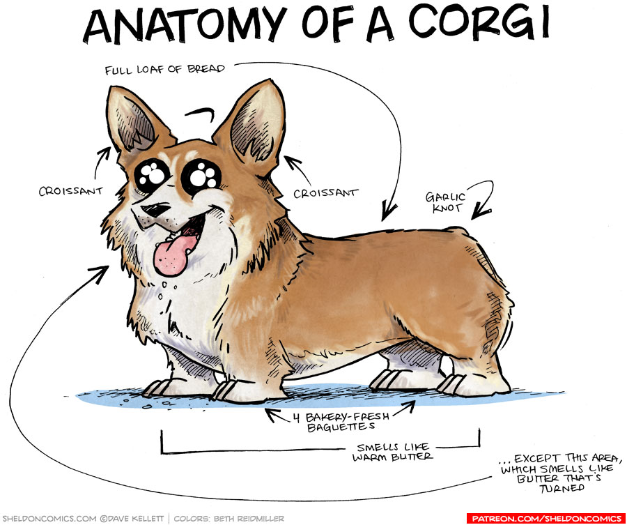 Anatomy of a Corgi - Sheldon® Comic Strip