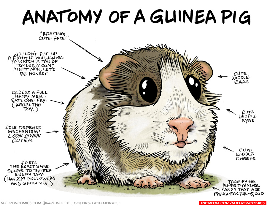 Anatomy of a Guinea Pig - Sheldon® Comic Strip